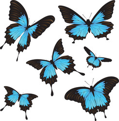 Swallowtail Vector Images (over 1,000)