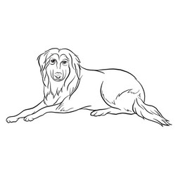 Akbash dog breed doodle style black Royalty Free Vector
