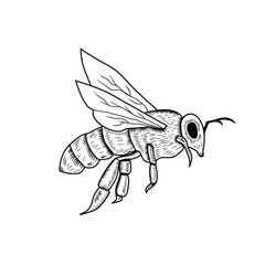 Bee Drawing Vector Images (over 18,000)