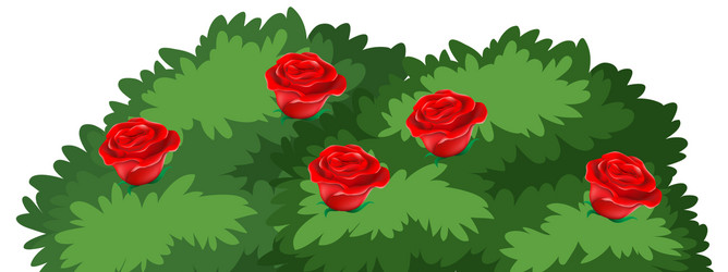 Isolated flower bush on white background Vector Image