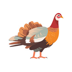 Turkey Tail Feathers Vector