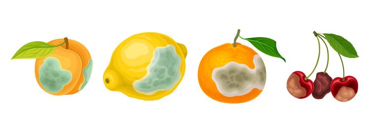 Rotten fruit with spoiled bad unhealthy food Vector Image