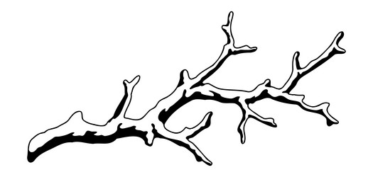 Dry branch Royalty Free Vector Image - VectorStock