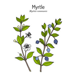 Myrtle Leaf Vector Images (over 220)