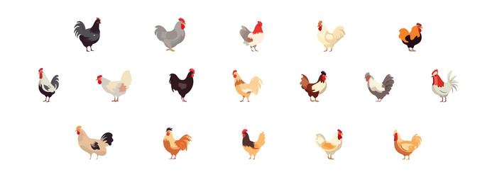 Fat Chick Cartoon Vector Images (over 110)