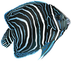 French angelfish pomacanthus paru marine fish Vector Image