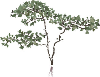 Wind and tree Royalty Free Vector Image - VectorStock