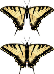 Swallowtail Vector Images (over 1,000)