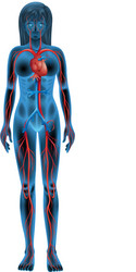 Blood flow in human circulatory system Royalty Free Vector