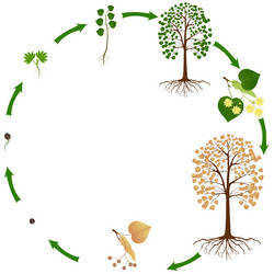 Fruit Tree Life Cycle Vector Images (over 190)