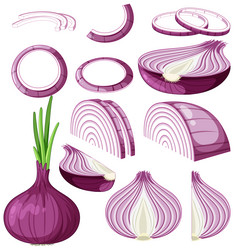 Red shallot and onion Royalty Free Vector Image