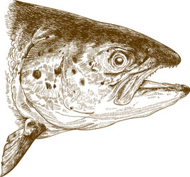 Salmon Engraving Vector Images (over 1,100)