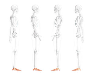 Foot and ankle bones human skeleton back posterior