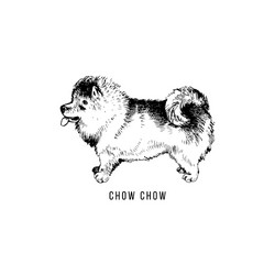 Chow Chows Vector Images (over 1,300)
