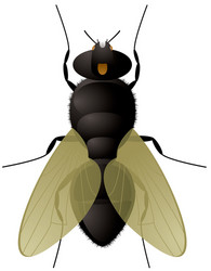 Fly Vector Images (over 800,000)