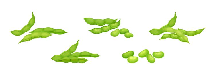 Grain legume or pulse crop with pod and beans Vector Image