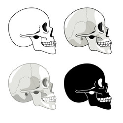 Human Skull Profile