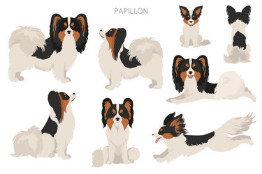 Papillon clipart different poses coat colors set Vector Image