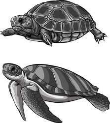 Turtle Vector Images (over 30,000)