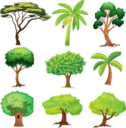 Cartoon jungle palm trees tropical forest plants Vector Image