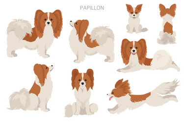 Papillon clipart different poses coat colors set Vector Image
