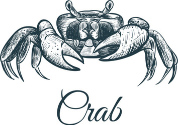 Drawing of a large crab from front view Royalty Free Vector