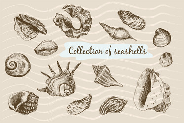 Seashells Vector Images (over 33,000)