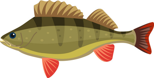 Seabass perch marine cartoon seafood Royalty Free Vector