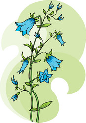 Isolated bluebell flower campanula - background Vector Image