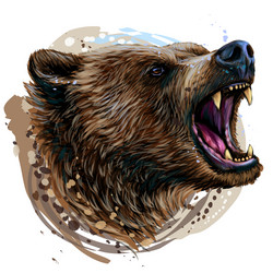 Growling bear sketchy portrait a angry Royalty Free Vector