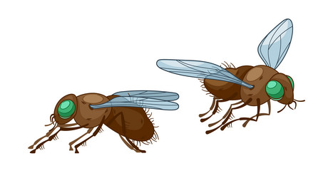 Insect fly side view pose agile aerial Royalty Free Vector