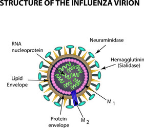 Structure of rotavirus infographics Royalty Free Vector