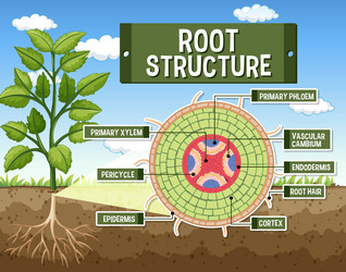 Monocot Plant Diagram