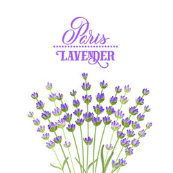 Lavender card watercolor flowers bouquet Vector Image