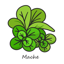 Mizuna icon color isolated on white Royalty Free Vector