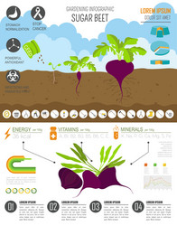 Gardening work farming infographic sugar beet Vector Image