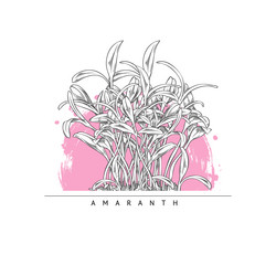 Amaranth Vector Images (over 930)