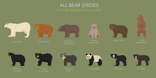 All world bear species in one set bears collection
