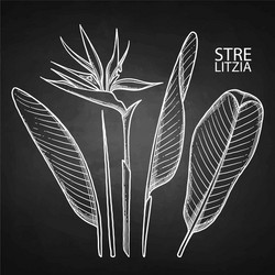 Graphic strelitzia collection Royalty Free Vector Image