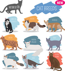 Cat breeds icon set flat style isolated on white Vector Image