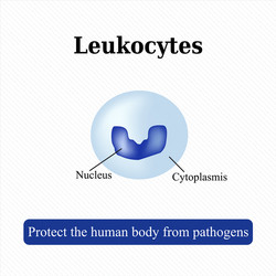 Anatomical structure of monocytes blood cells Vector Image