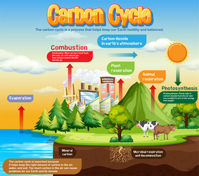 Carbon cycle diagram for science education Vector Image