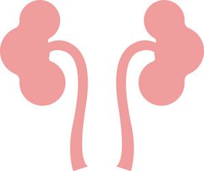 Left and right kidney anatomy human internal Vector Image