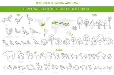 Temperate broadleaf forest and mixed biome Vector Image