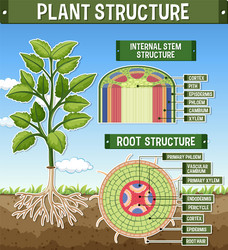 Internal structure of leaf diagram Royalty Free Vector Image