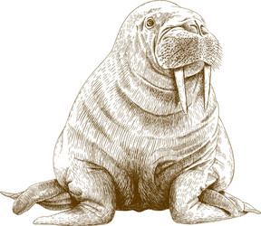 Sea Creatures Etching Vector Images (over 570)