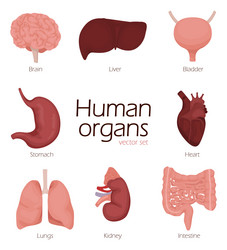 Cartoon human organs Royalty Free Vector Image