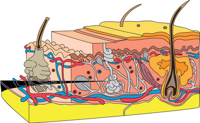 Skin Royalty Free Vector Image - VectorStock
