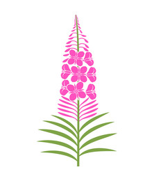 Fireweed Royalty Free Vector Image - VectorStock