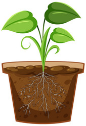 Plant with root system underground Royalty Free Vector Image